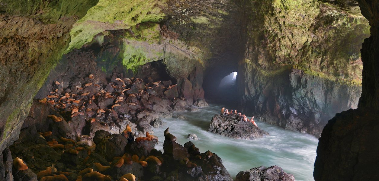 How do you visit the Sea Lion Caves? How do you visit the Sea Lion Caves?